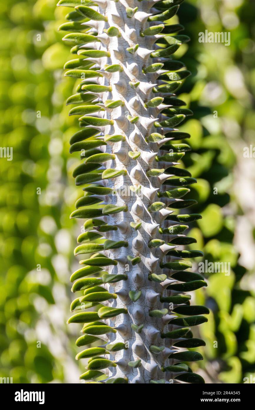 A close-up of Can Fox Tail Agave in the forest with long spikes Stock ...