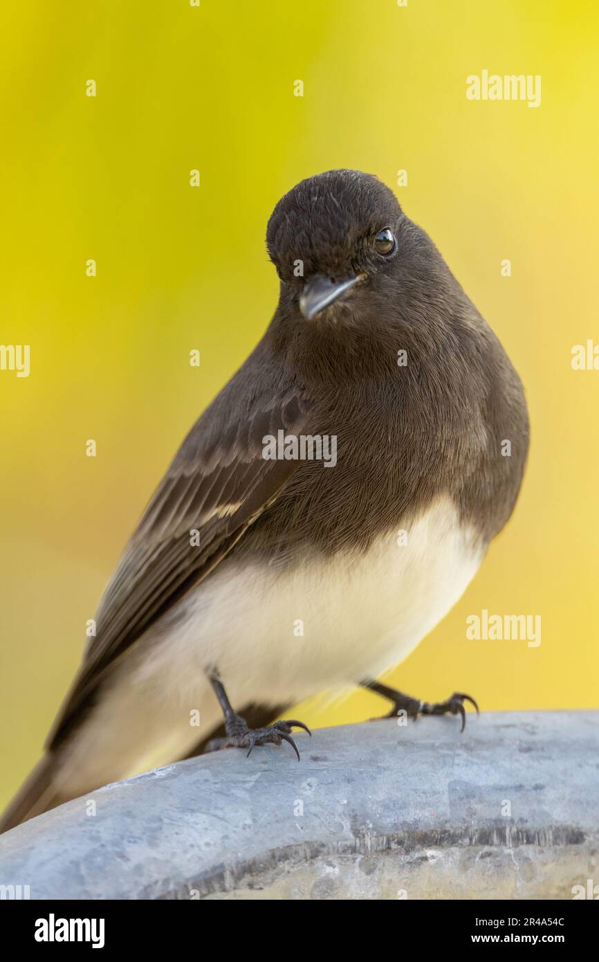 A small, black phoebe (Sayornis nigricans) feathered bird perched atop ...