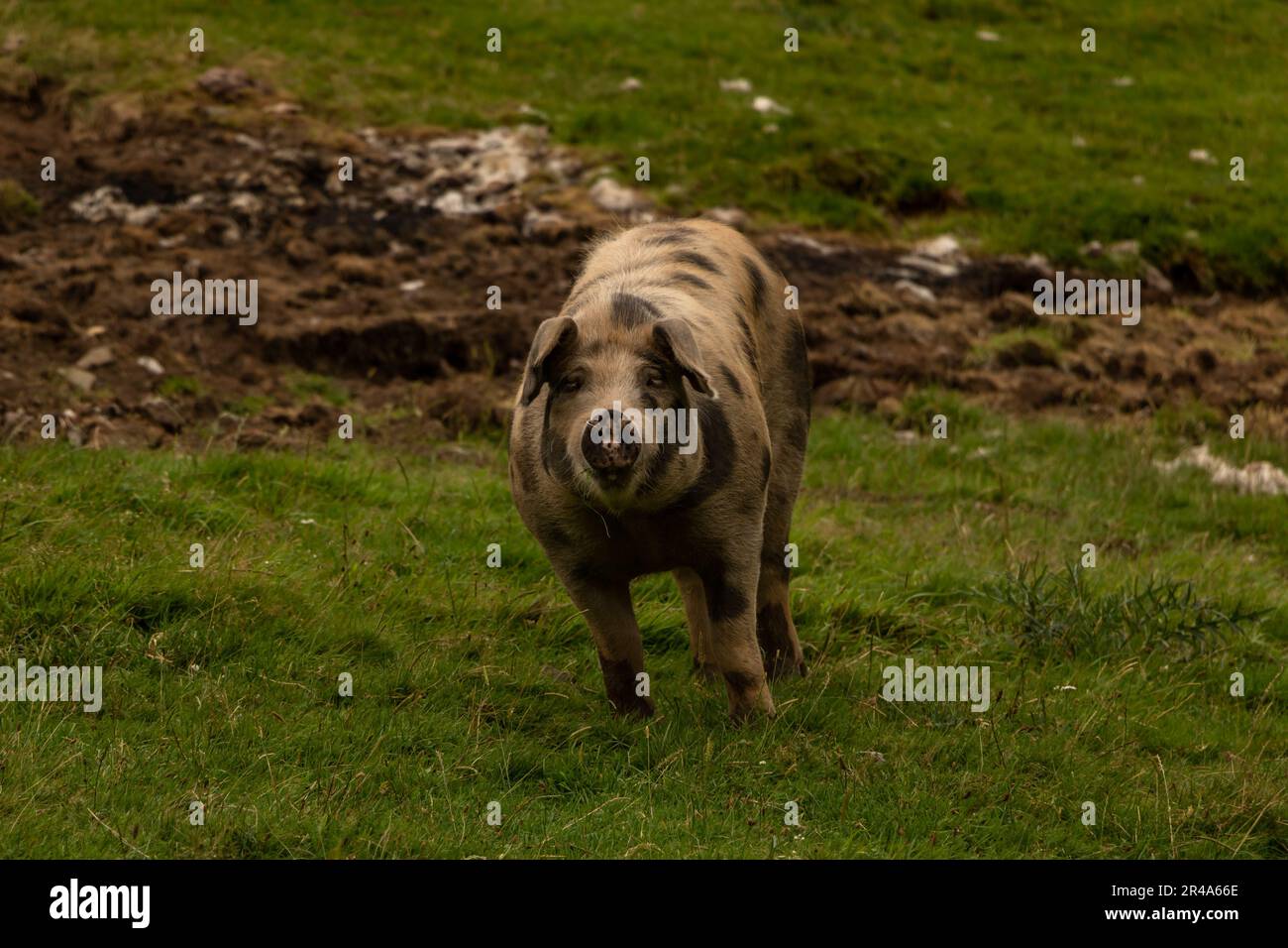 A pig walking across a lush green field Stock Photo - Alamy
