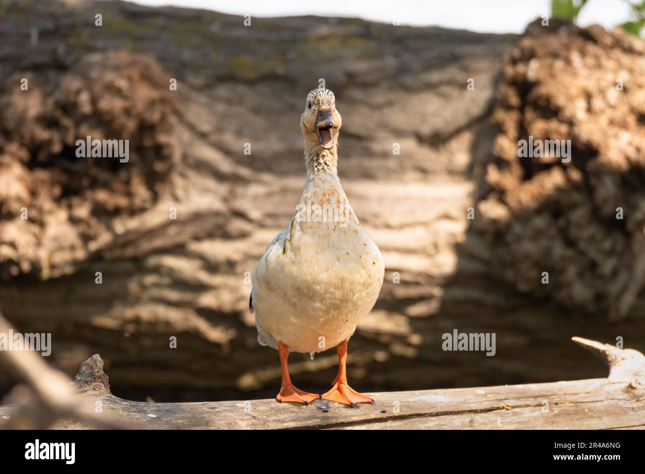 A goose standing on the branch of a tree Stock Photo - Alamy
