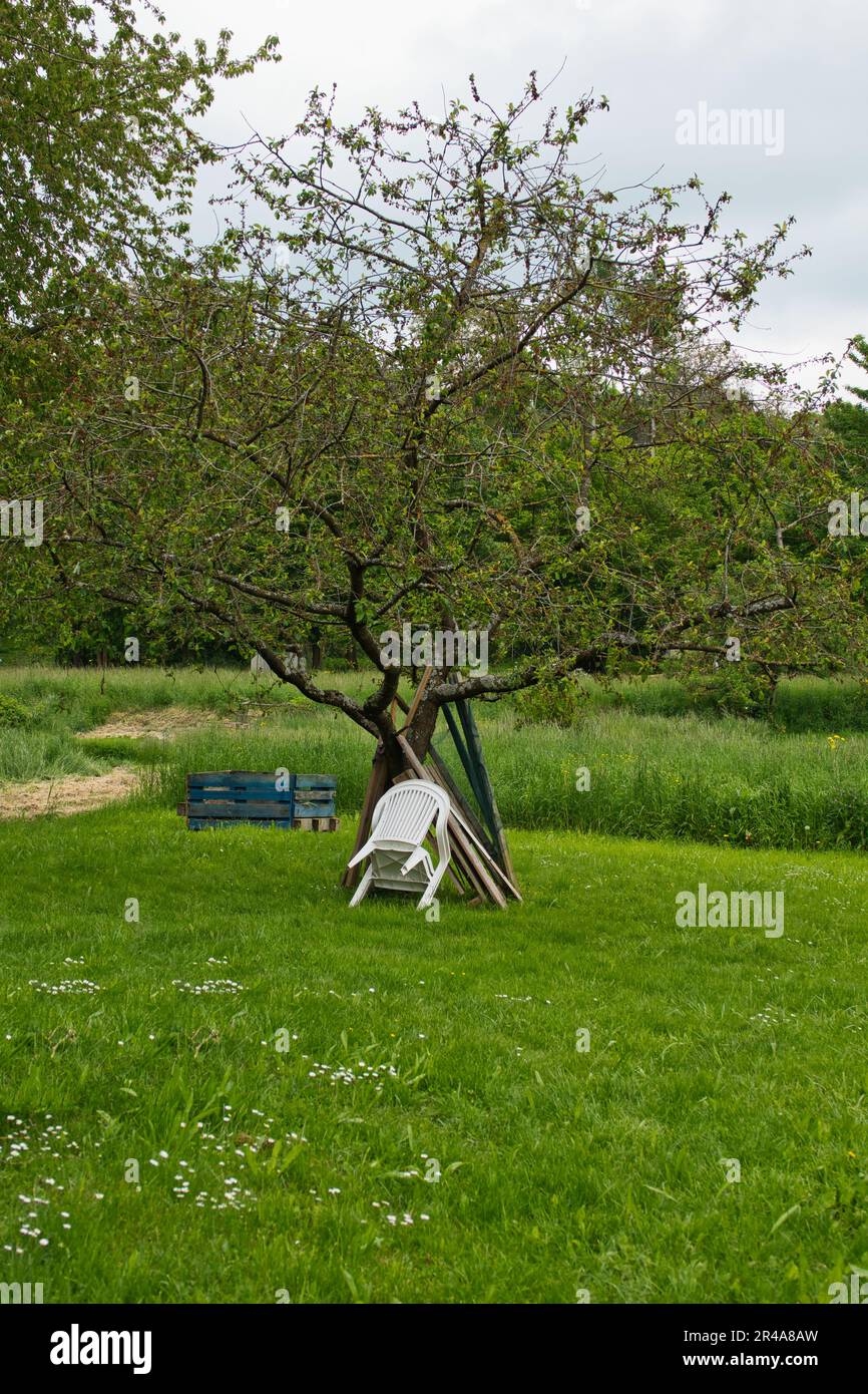 A chair and wooden slats leaning against a tree in a meadow near ...