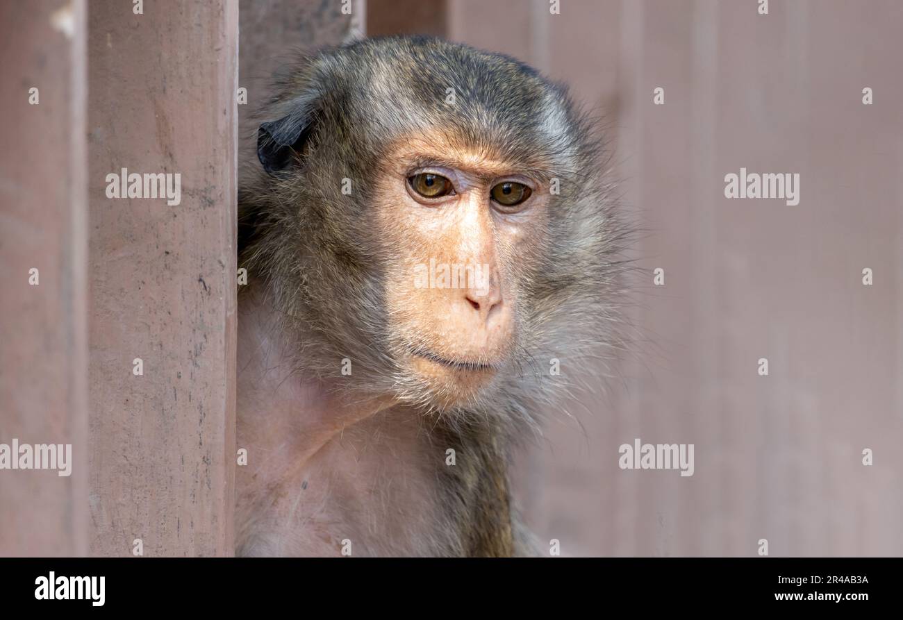 A macaque peeks out from behind a row of planks Stock Photo - Alamy