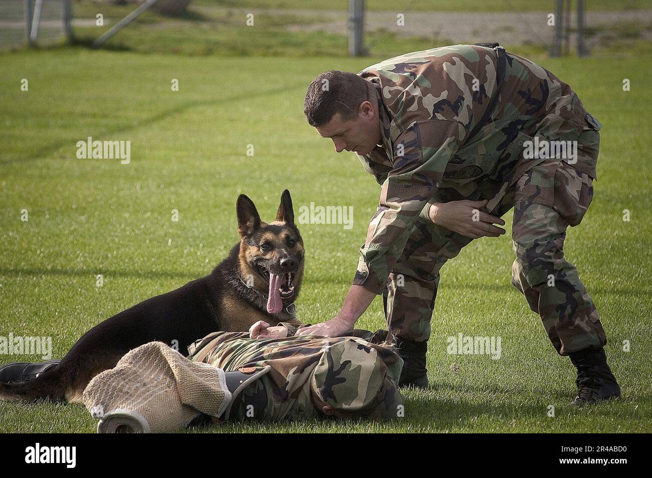 US Navy Canine Handler Master-at-Arms 1st Class trains his patrol dog ...