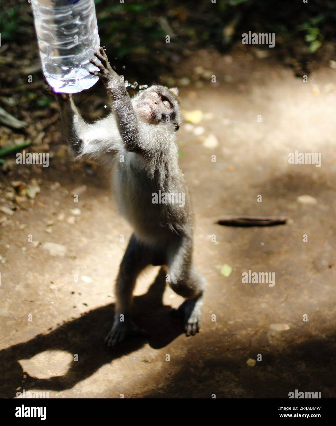 A monkey splashing water on its face while grasping a water bottle in ...