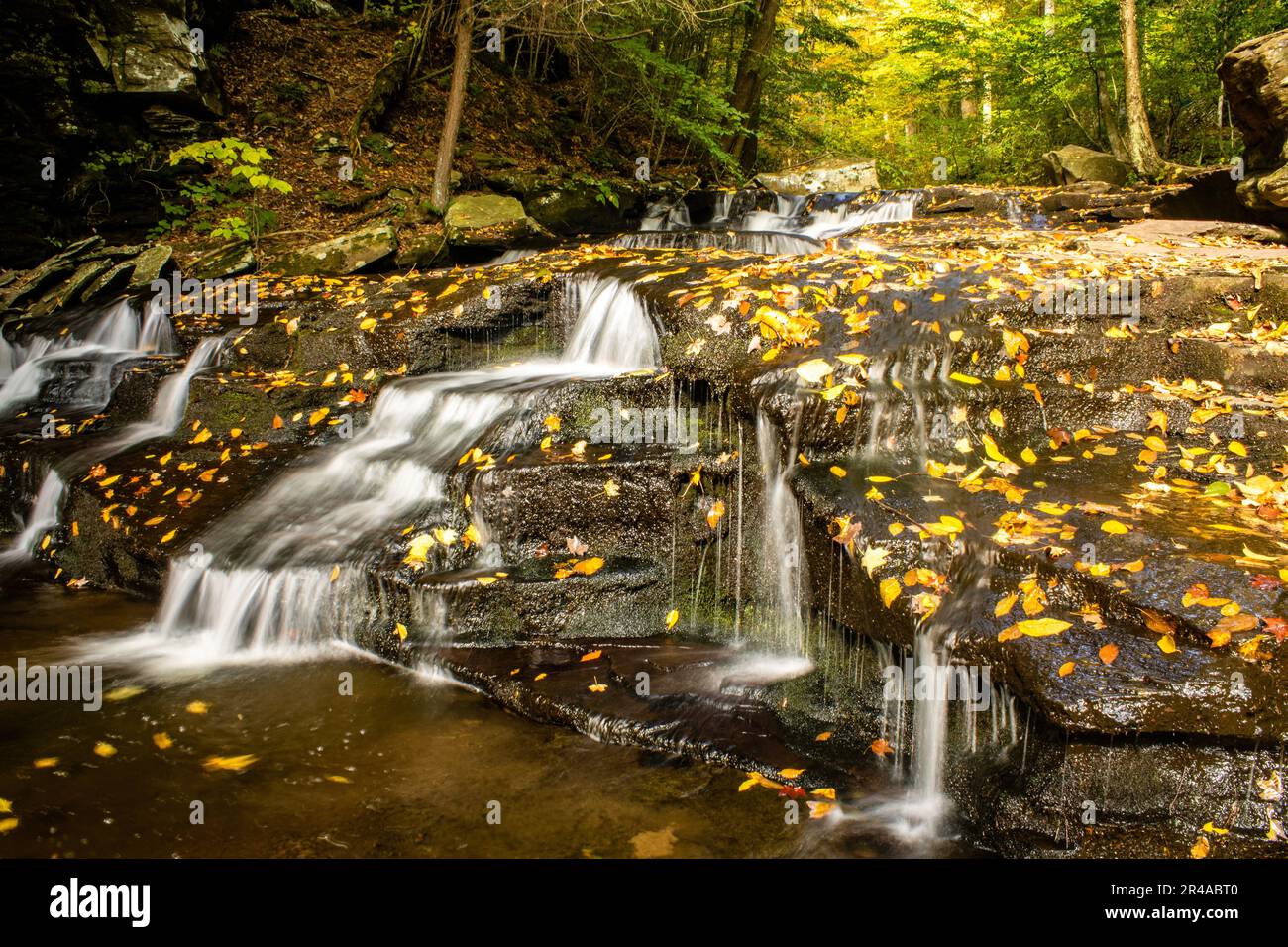 A stream cascading through a forest at Ricketts Glen State Park in ...