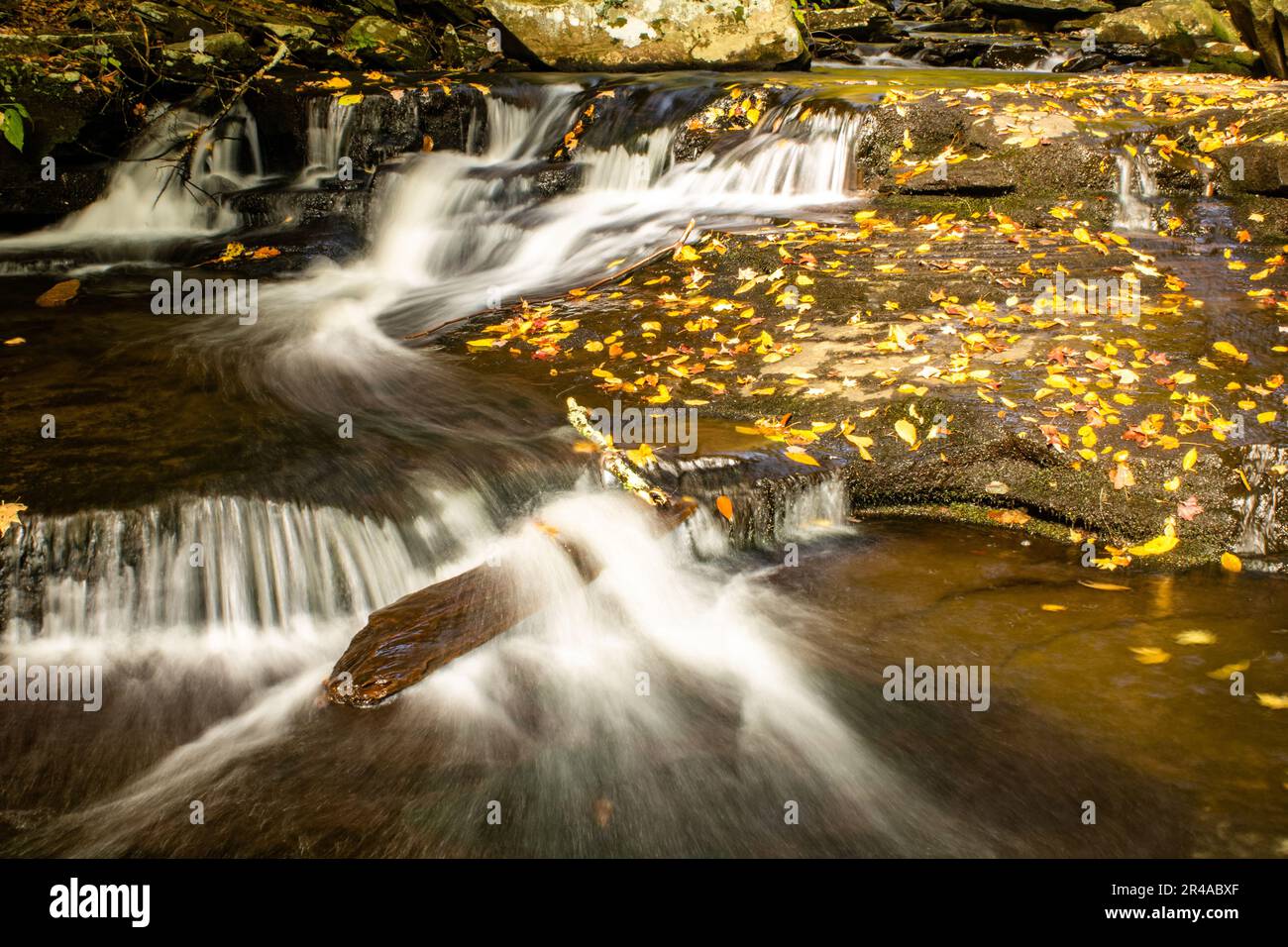 A stream cascading through a forest at Ricketts Glen State Park in ...