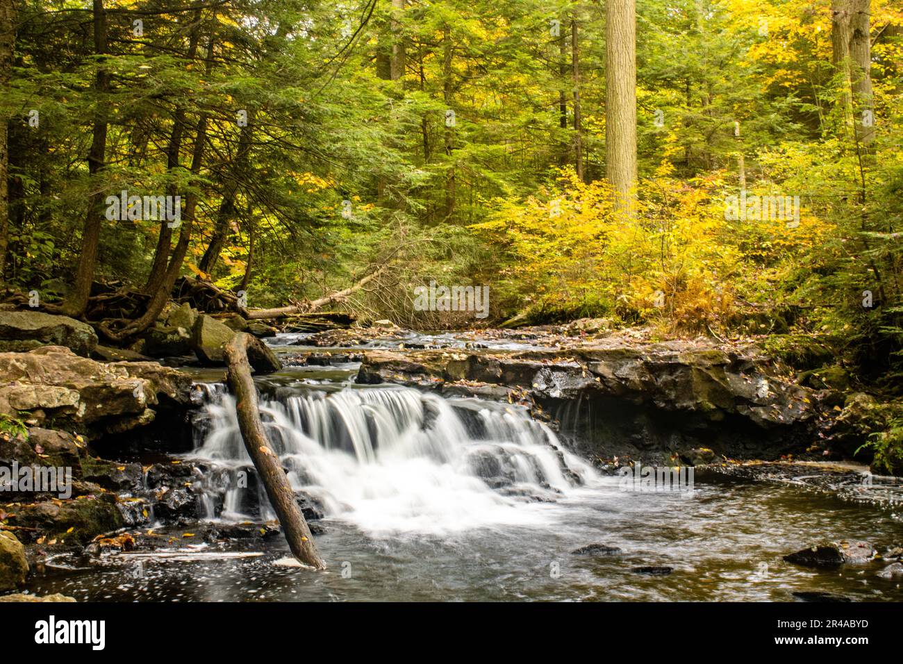 A stream cascading through a forest at Ricketts Glen State Park in ...