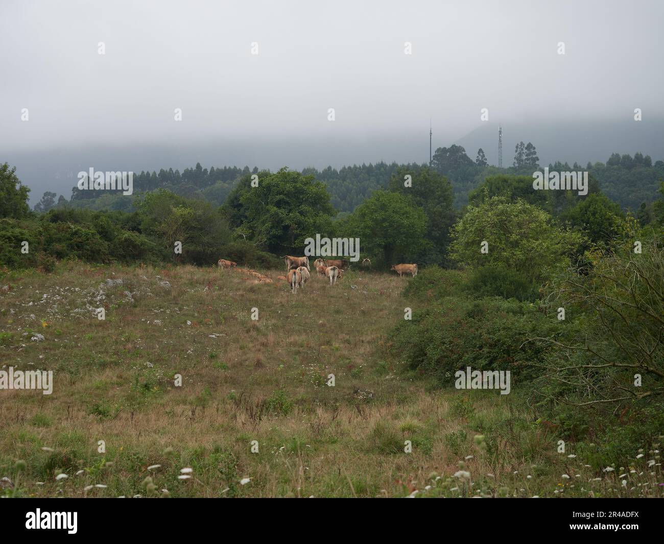 Woodland cows hi-res stock photography and images - Alamy
