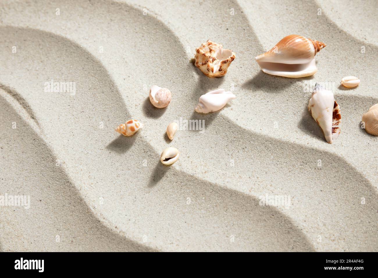 Different beautiful seashells on sand Stock Photo - Alamy