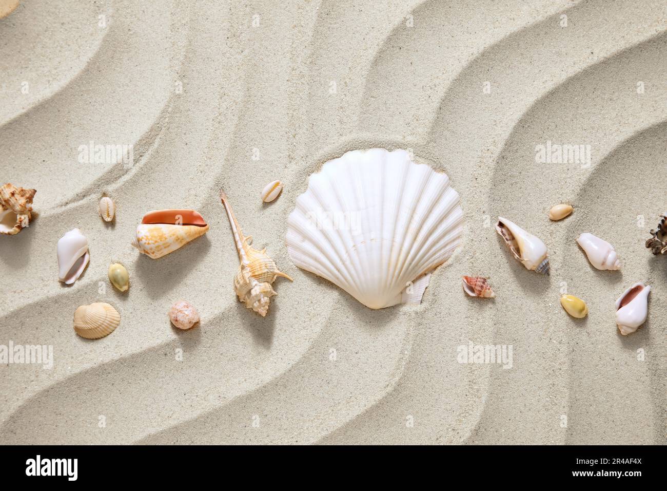 Different beautiful seashells on sand Stock Photo - Alamy
