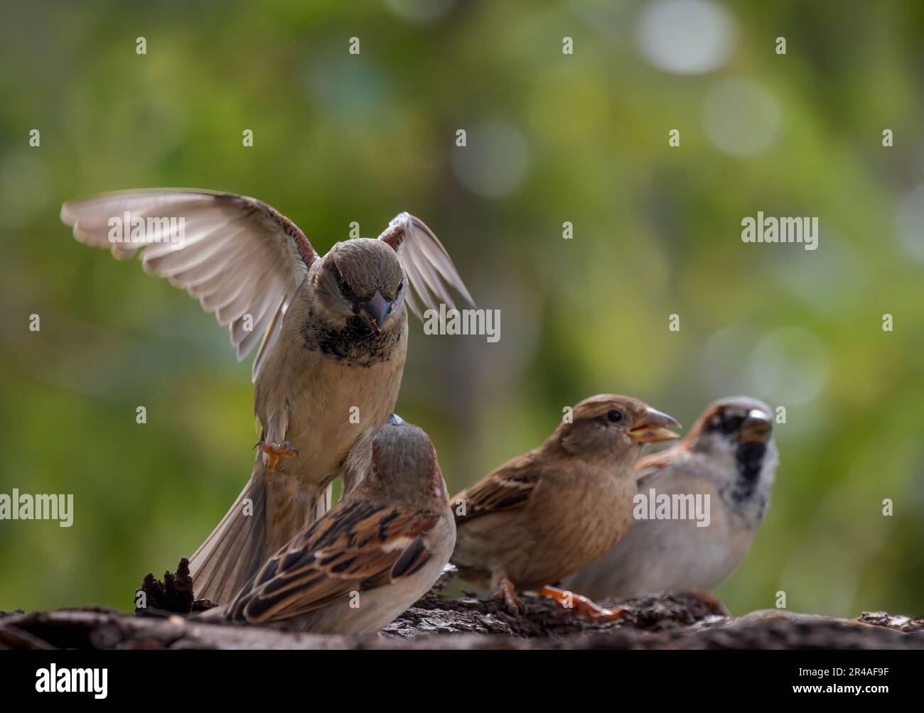Four tree sparrows hi-res stock photography and images - Alamy