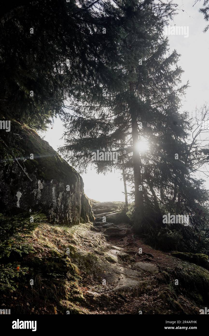 Sunlit forest trail winding hi-res stock photography and images - Alamy
