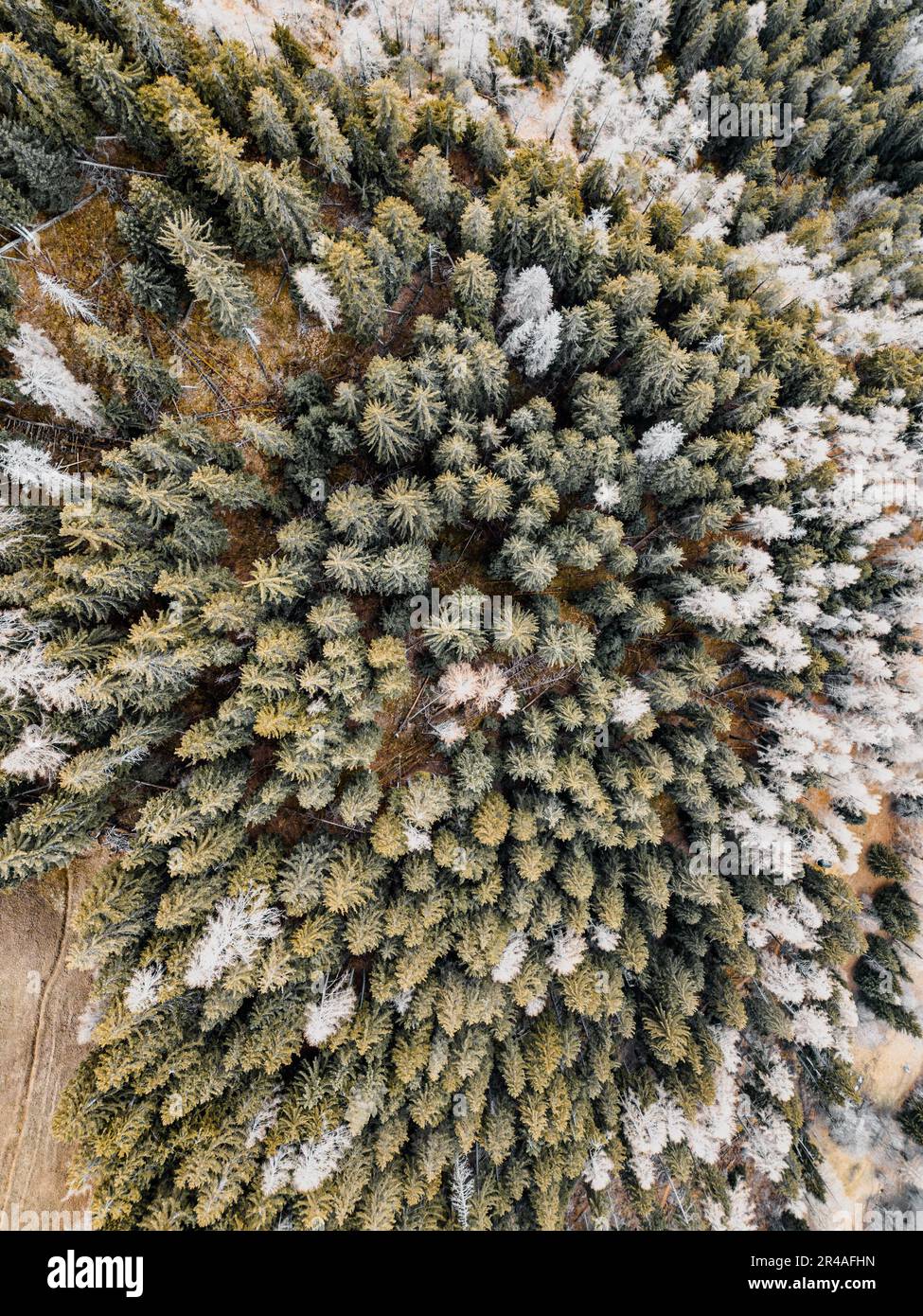 A majestic pine tree stands tall amidst a winter wonderland, its ...