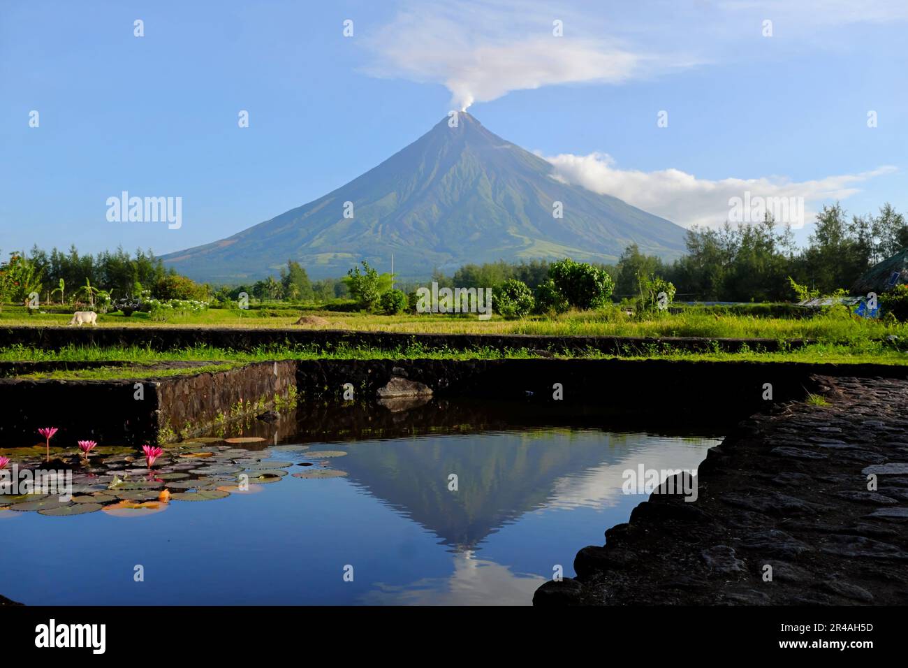 Beautiful scenic landscape of Mayon volcano with water reflection in ...