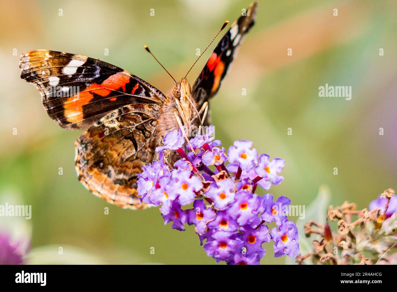 A butterfly atop a vibrant purple flower, its wings spread out to soak ...