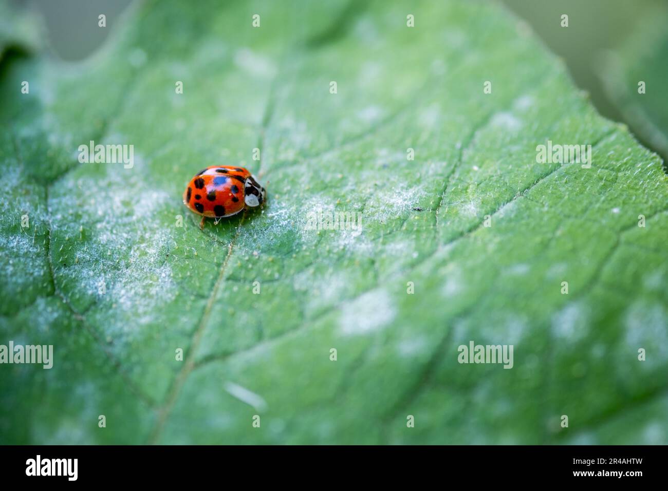 A ladybird perched on a lush green leaf, appearing to be in a state of ...