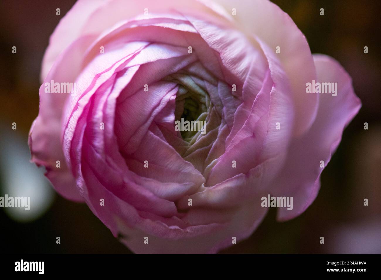 A single pink flower in the early stages of blooming, illuminated by ...
