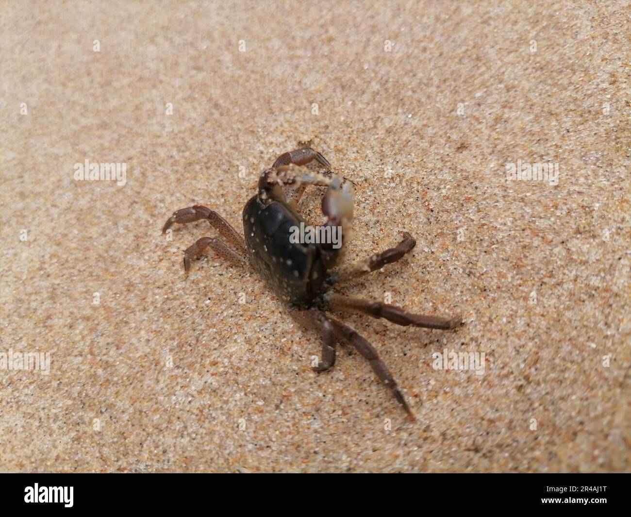 Seasidetrail hi-res stock photography and images - Alamy