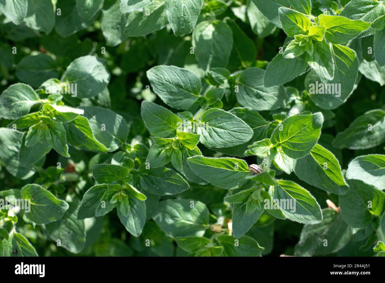 Oregano bright green furry new leaves Origanum vulgare. Fresh oregano ...