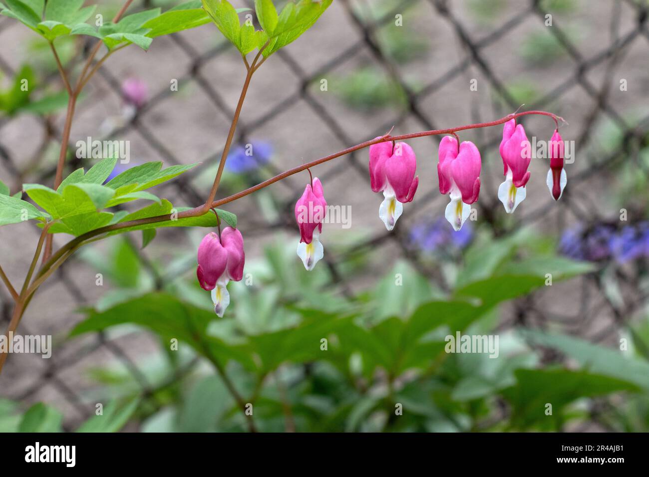 Bleeding hearts in garden hi-res stock photography and images - Alamy