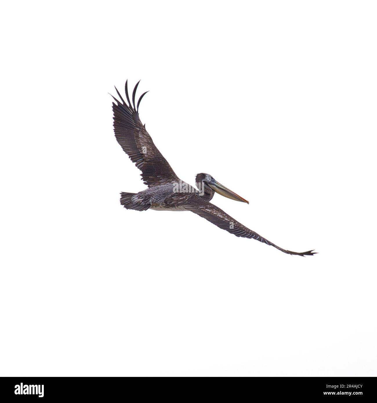 Extended bird wings Cut Out Stock Images & Pictures - Alamy