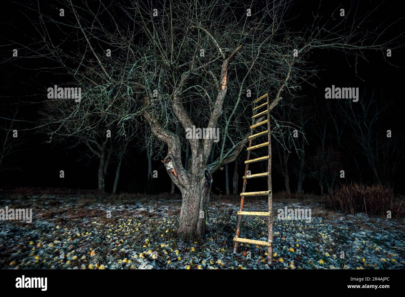 A wooden ladder is propped against an old oak tree in a mysterious ...