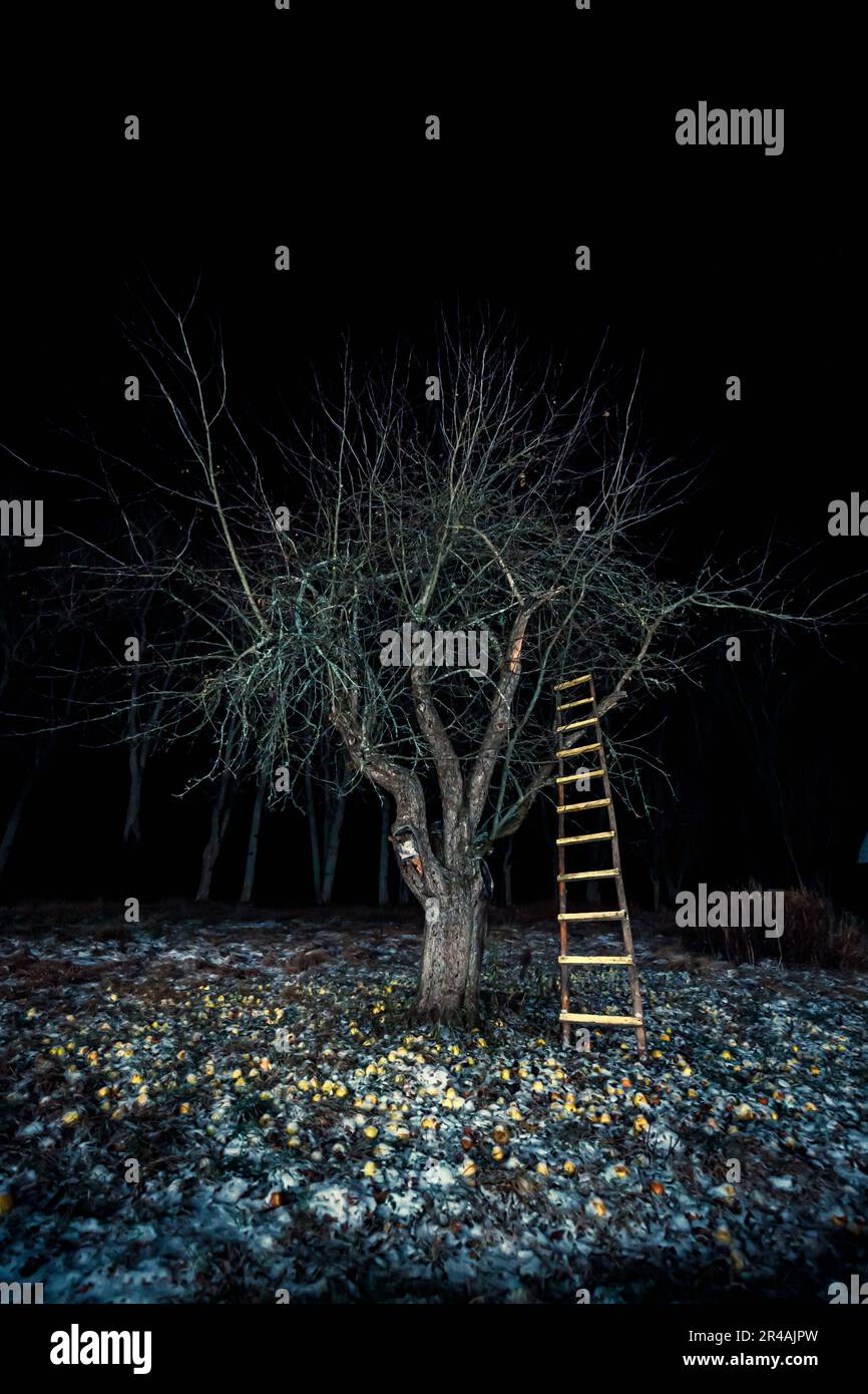 An image of two ladders standing side by side in front of a large tree ...