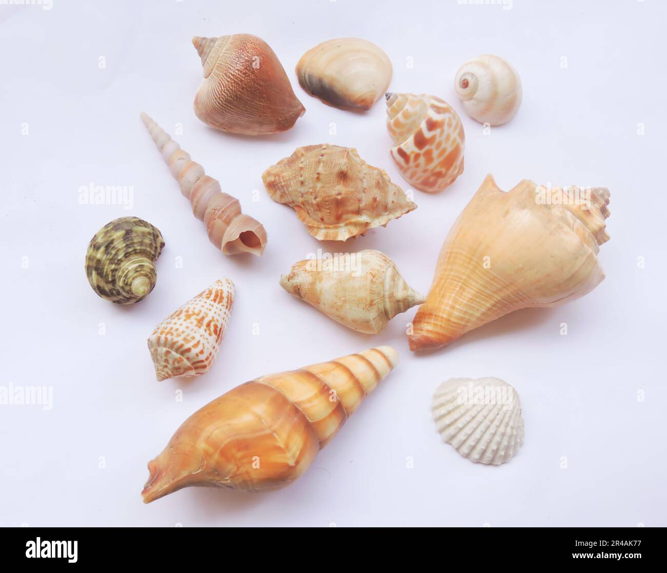 Classifying mollusks hi-res stock photography and images - Alamy