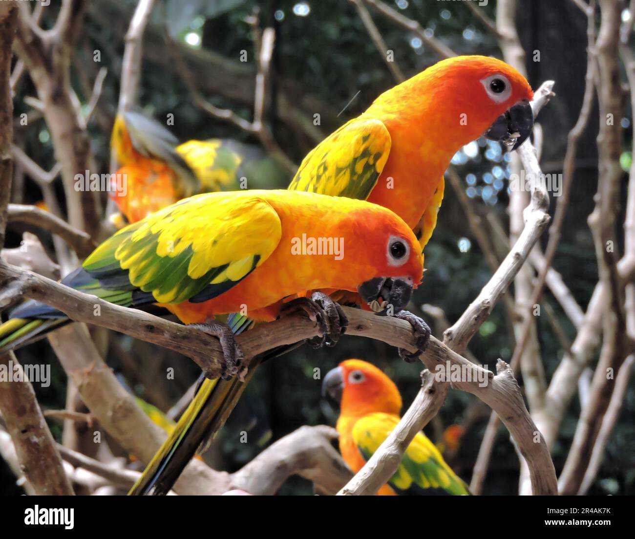 The sun parakeet also known in aviculture as the sun conure, is a ...