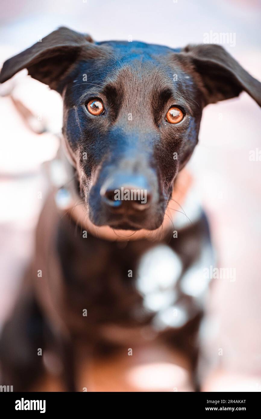 A black and white dog with long ears and large eyes is posed in front ...