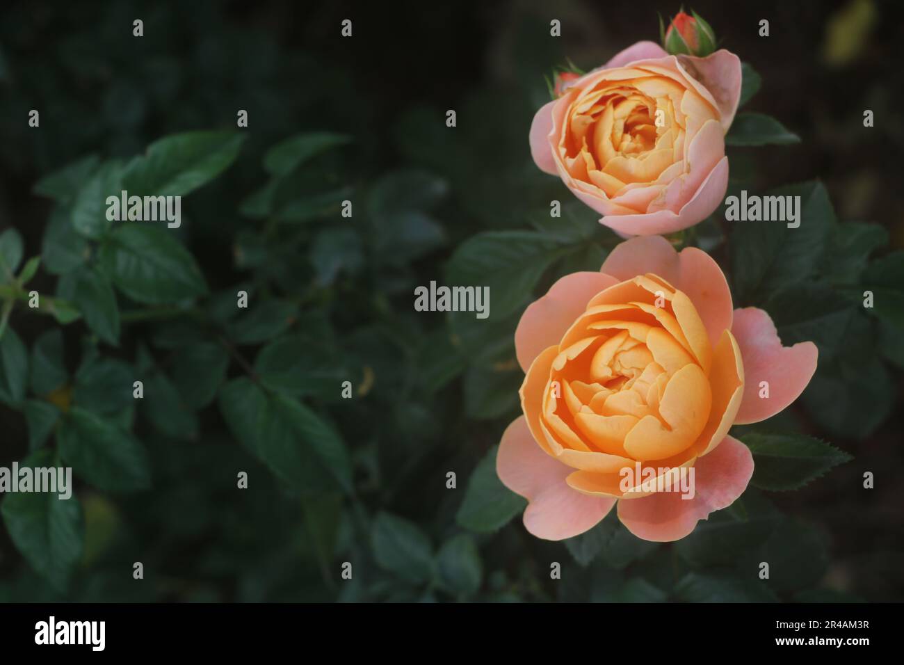 A vibrant two yellow roses standing in contrast to the vivid green ...
