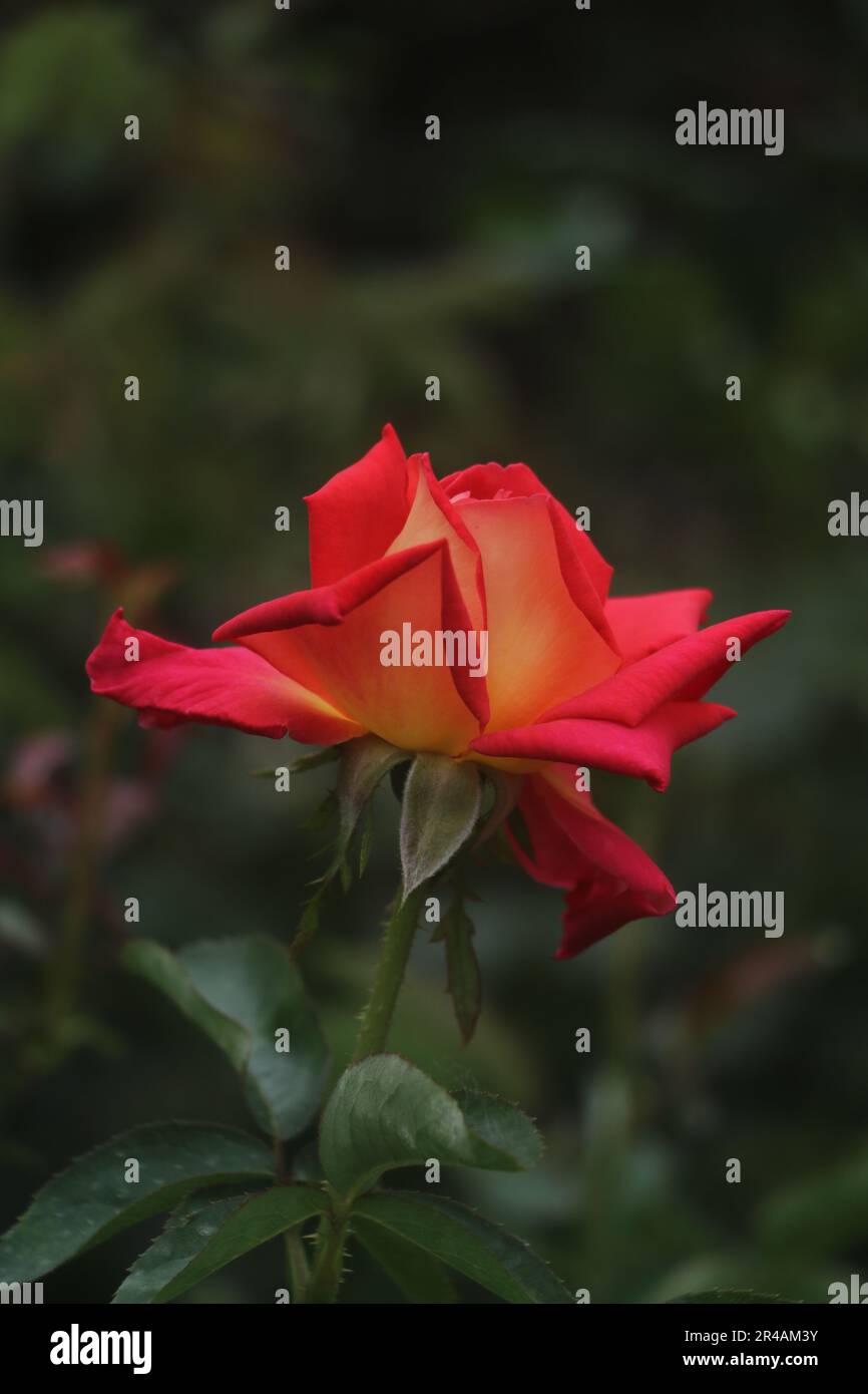 Vibrant red rose stands hi-res stock photography and images - Alamy