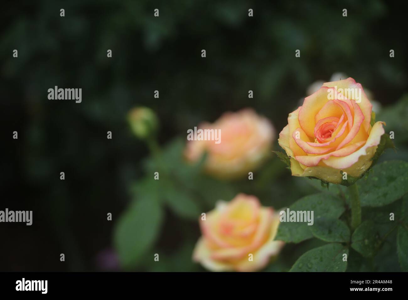 A vibrant display of yellow and orange roses in the early stages of ...