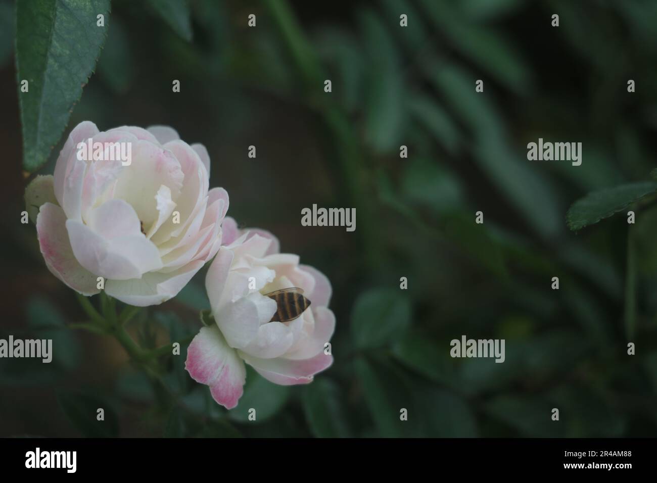 Featuring soft pink roses hi-res stock photography and images - Alamy
