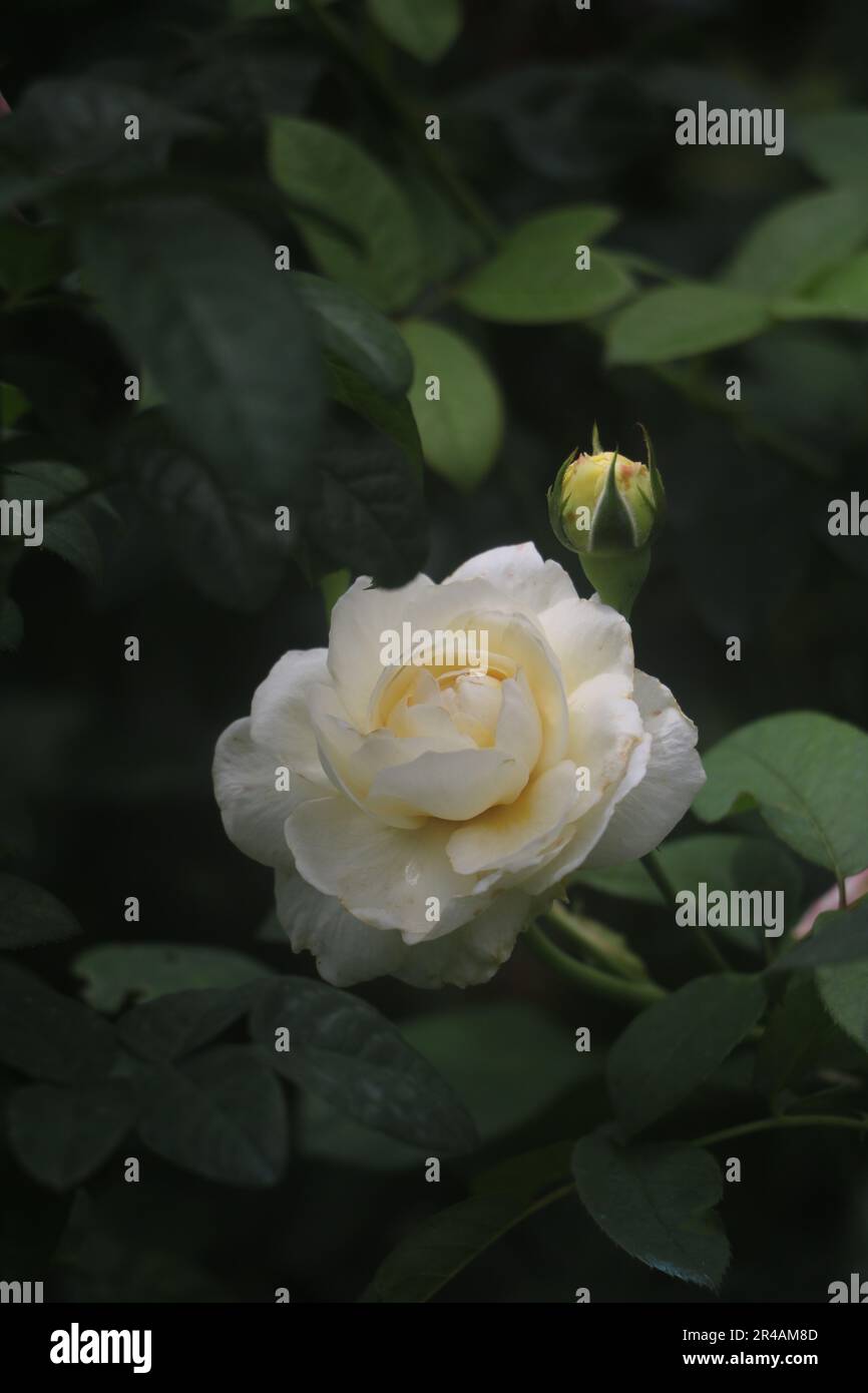 Closeup image of a white rose in the process of blooming, set against a ...