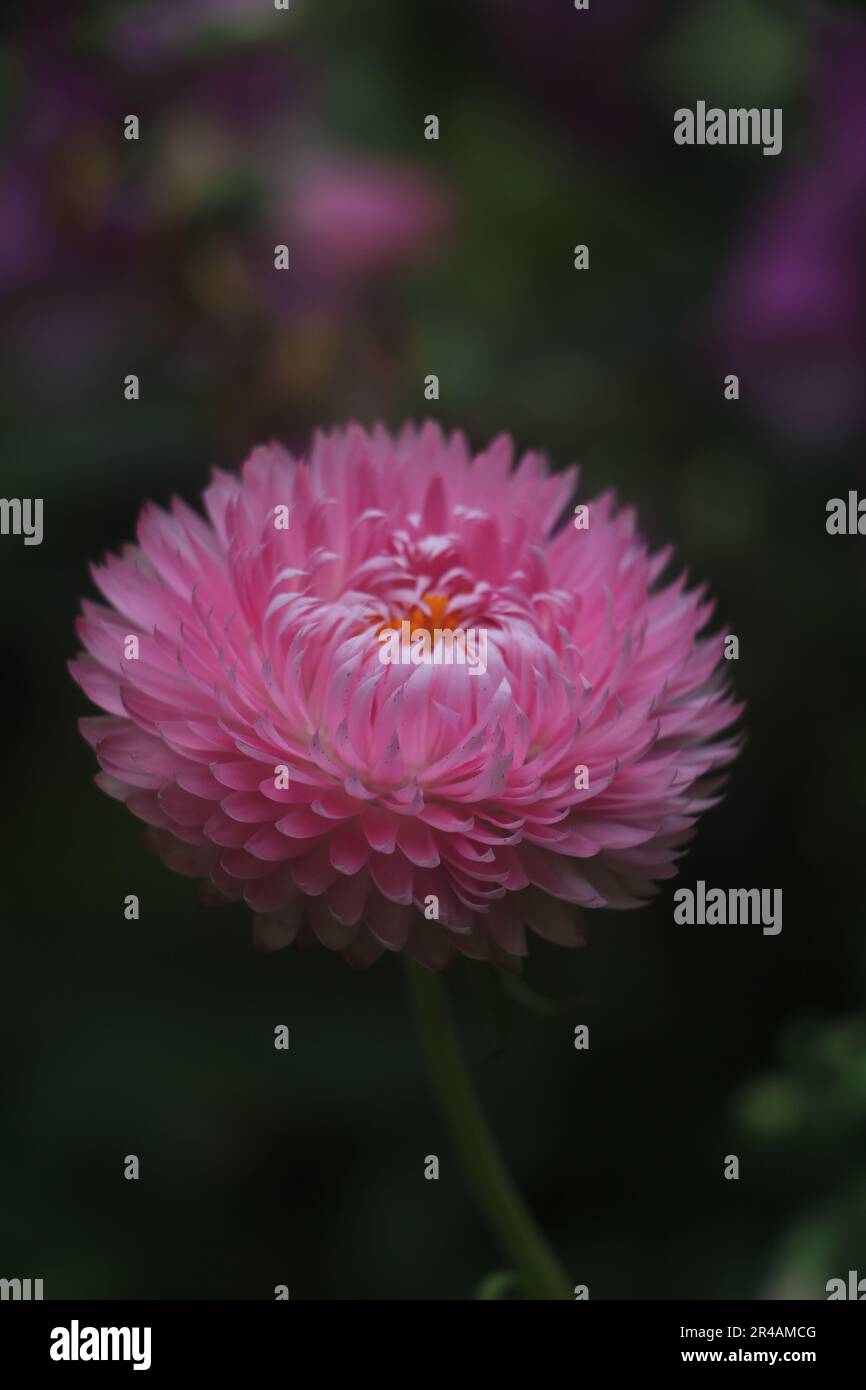 A closeup of a pink immortelle flower growing in the garden Stock Photo ...