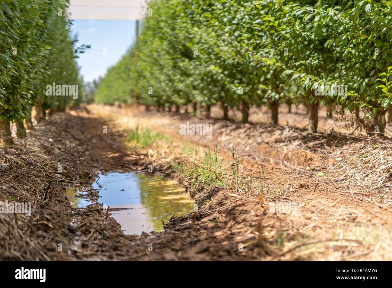 A selective focus shot of a rain puddle in mud on an agricultural farm ...
