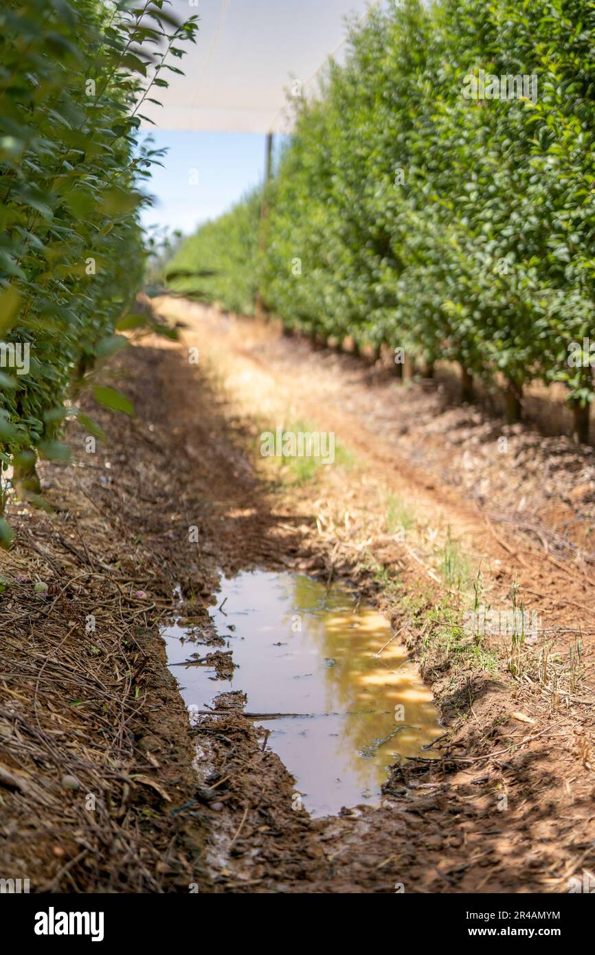 A vertical shot of a rain puddle in mud on an agricultural farm, with ...