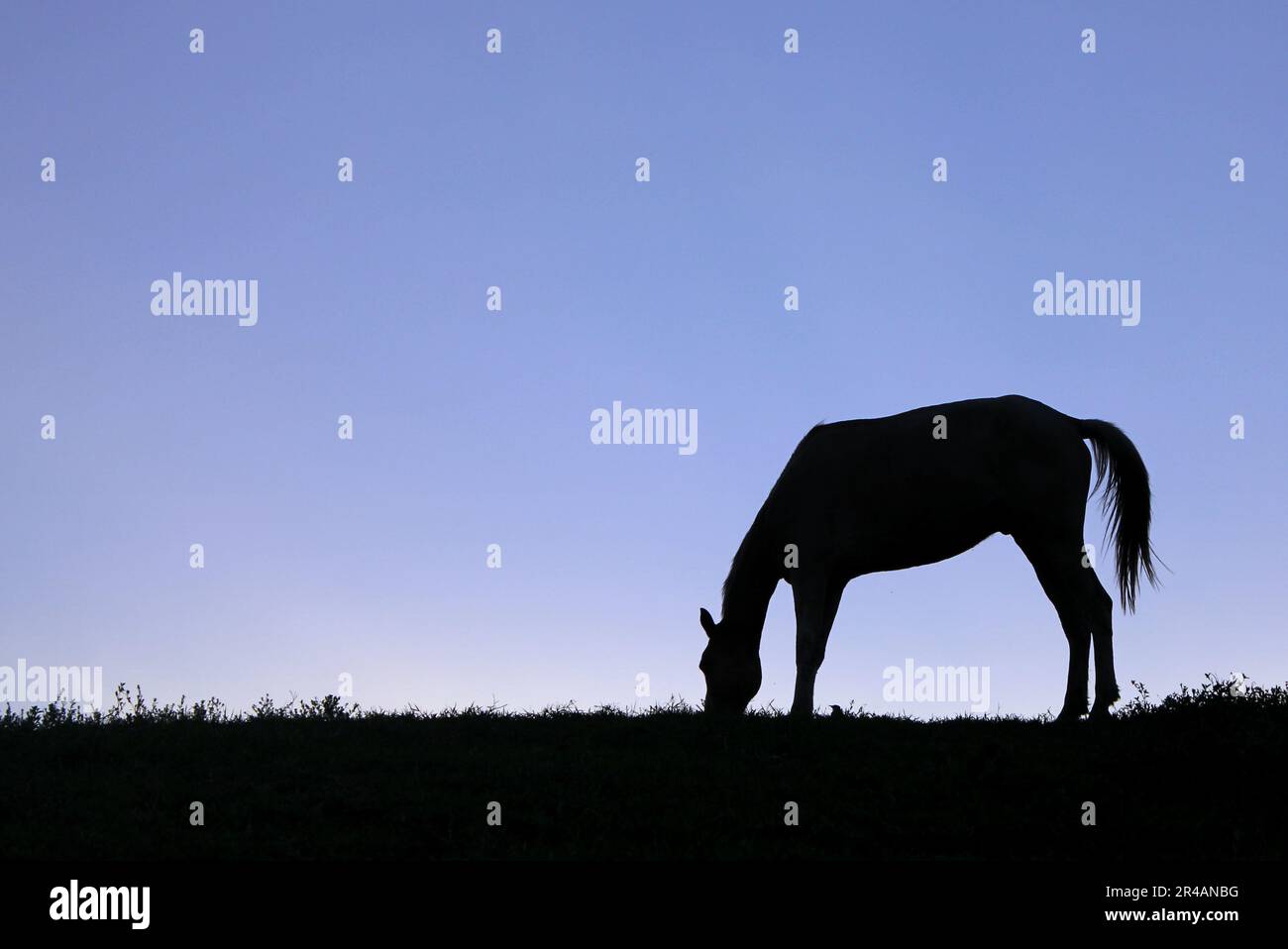 Witness the mesmerizing sight of a horse gracefully grazing amidst the ...