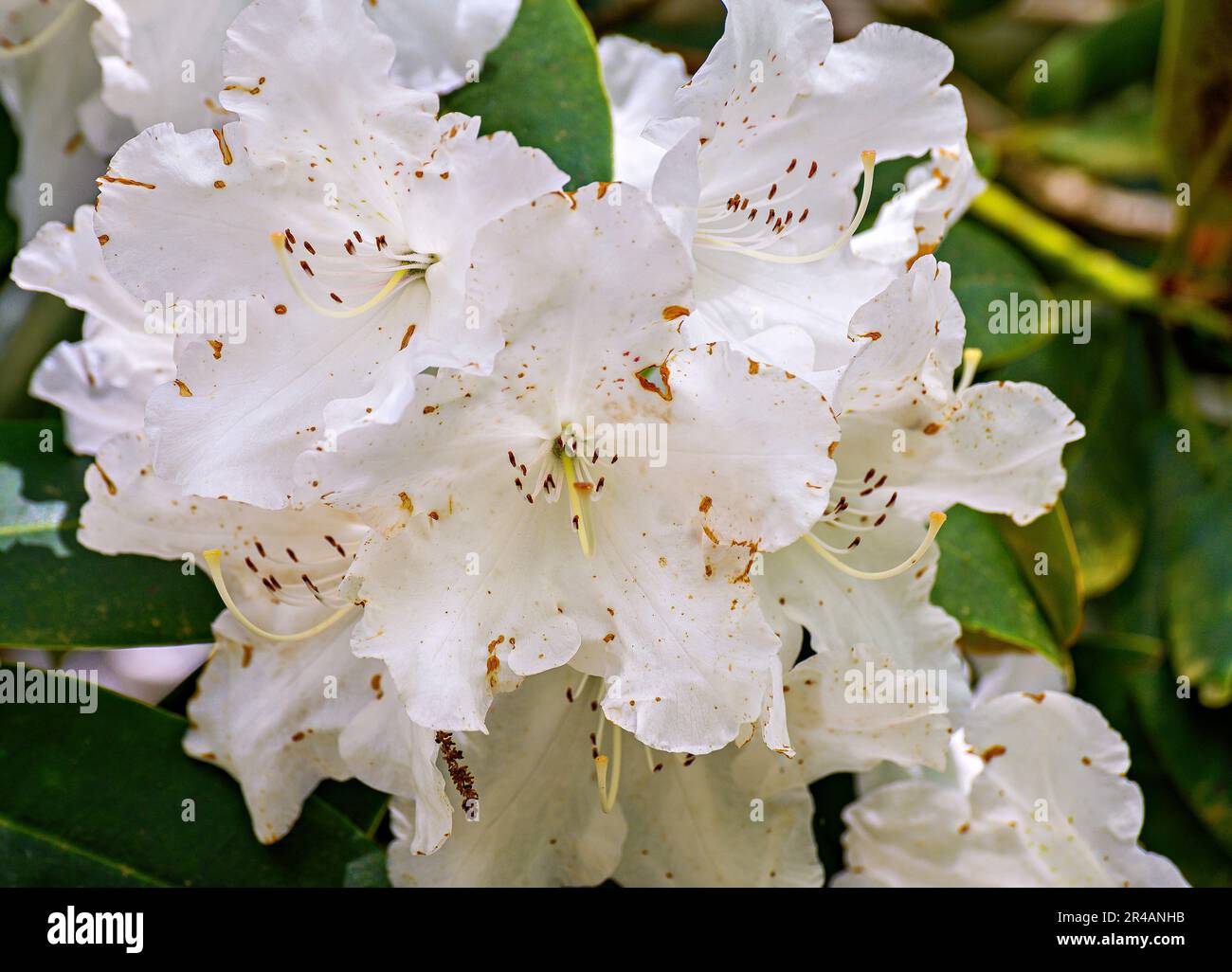 White pontic rhododendron flowers against a background of foliage - May ...