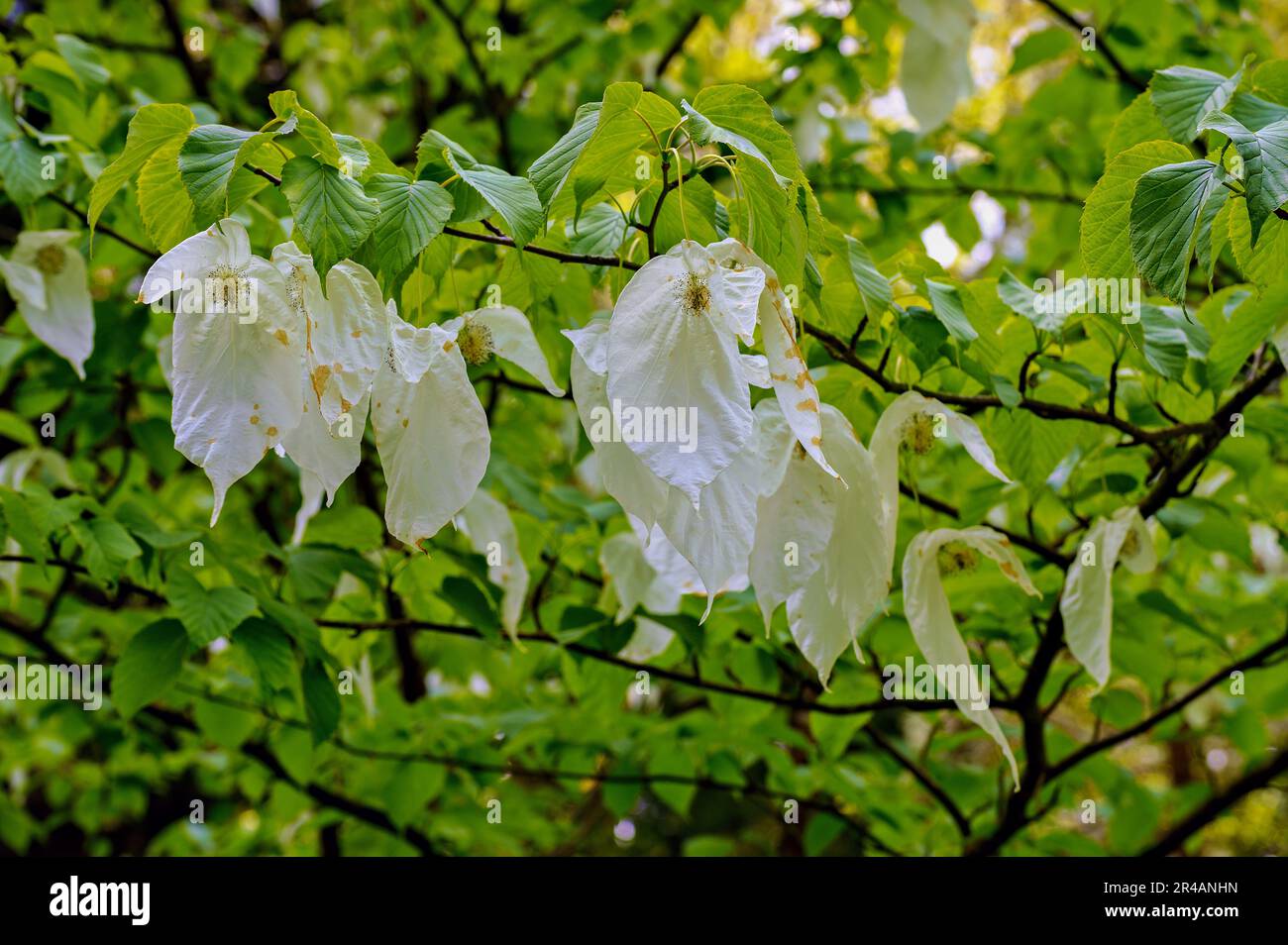 Davidia involucrata dove tree handkerchief tree hi-res stock ...