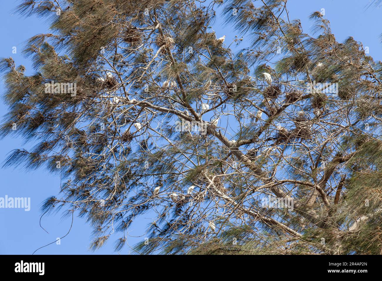 Angola tree hi-res stock photography and images - Alamy