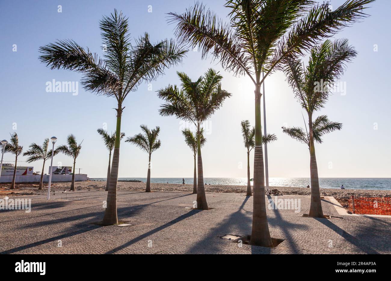 Palm trees planted in a recently renovated section of the seafront ...