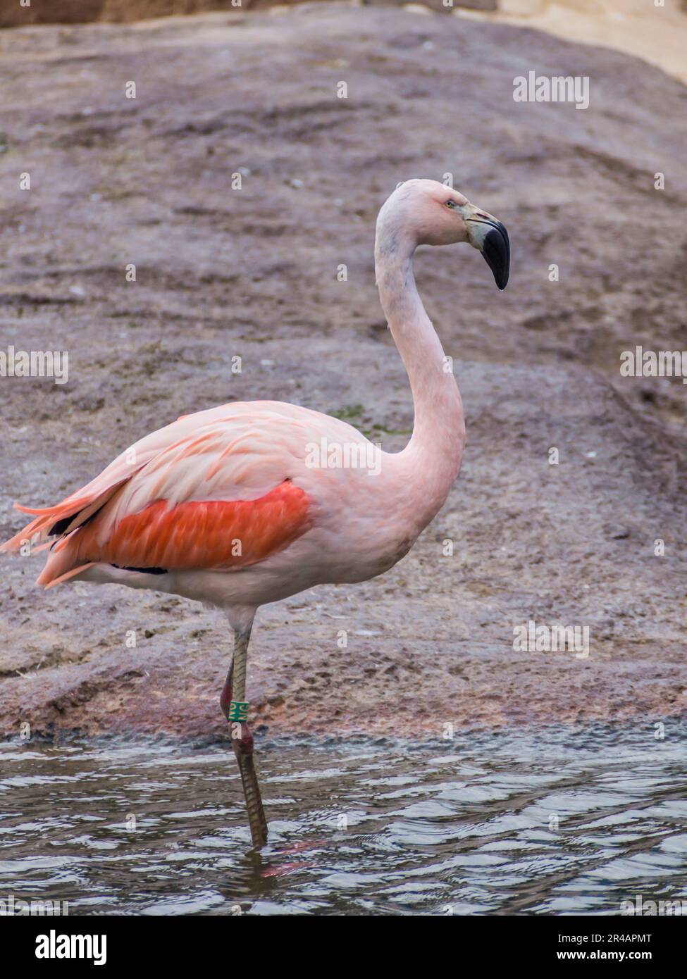A vibrant orange and white flamingo stands in a body of water, its ...