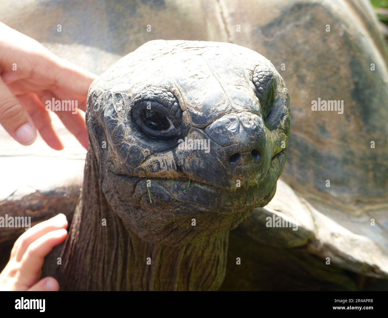 Giant pet tortoise hi-res stock photography and images - Alamy