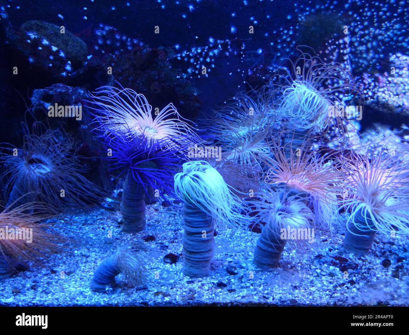 An aquarium featuring colorful, unique-looking sea anemones with a ...