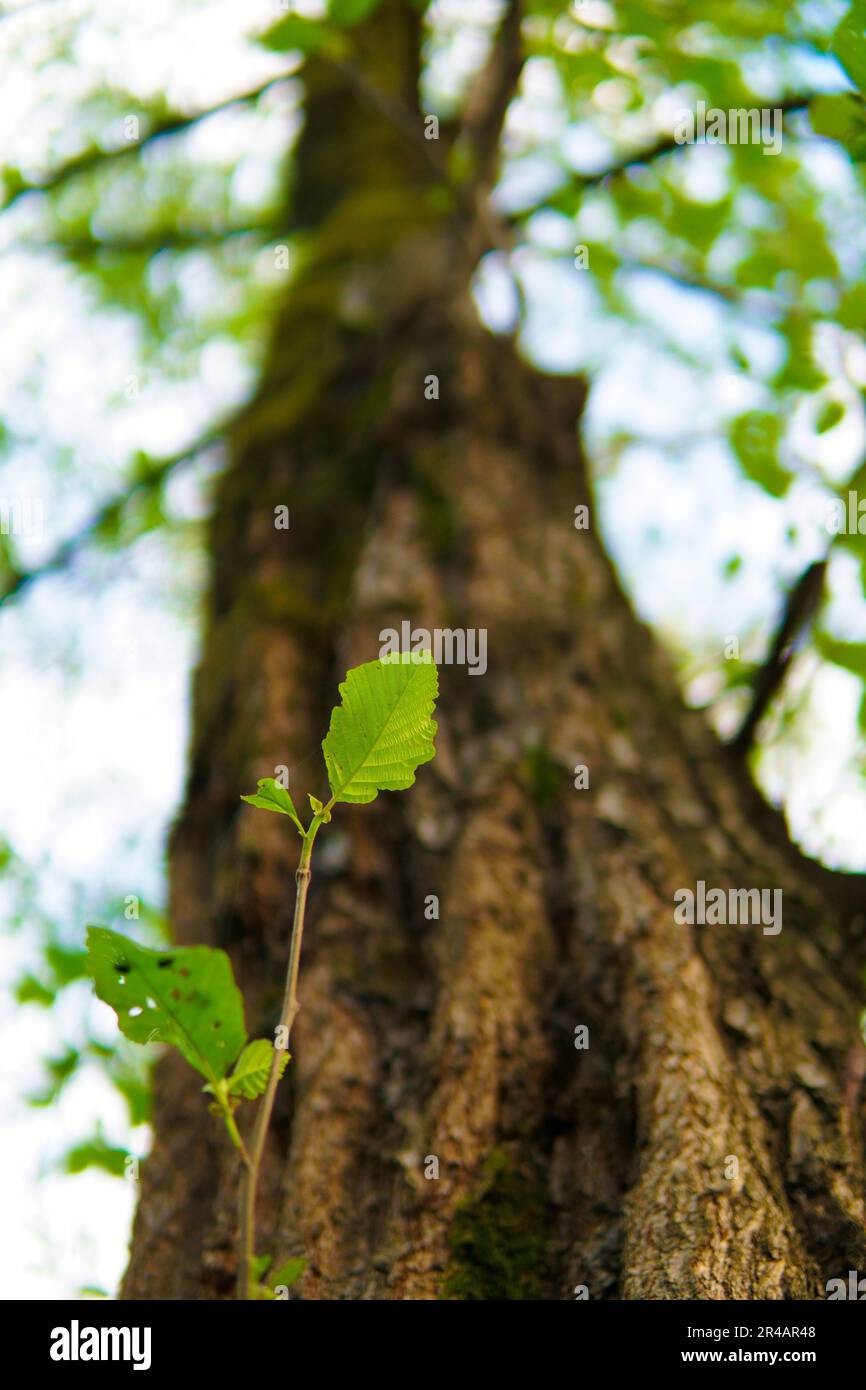 Solar bark hi-res stock photography and images - Alamy