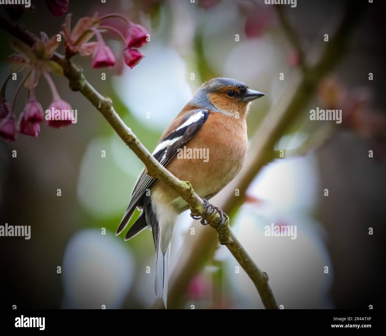 Northern chaffinch hi-res stock photography and images - Alamy