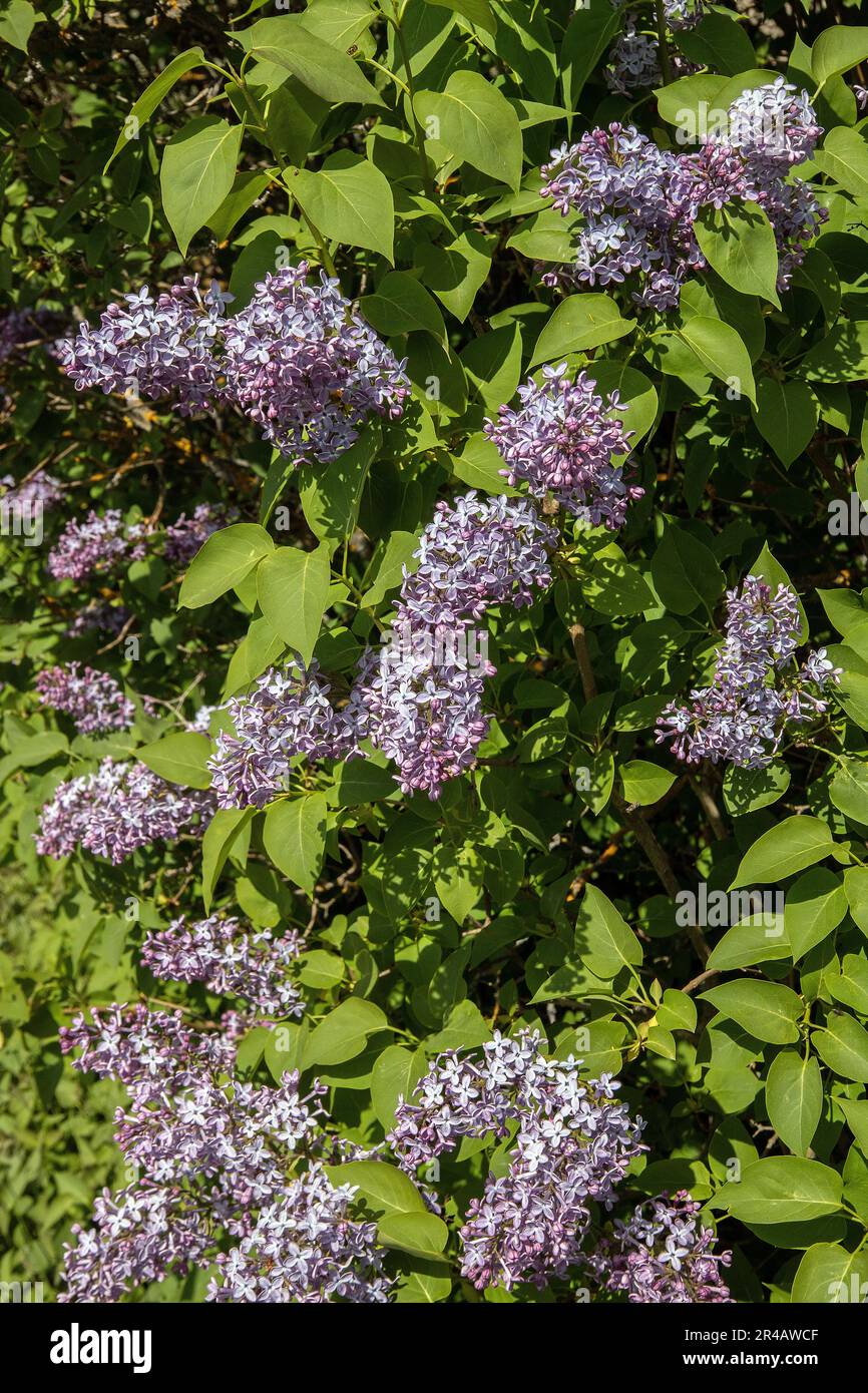 Syringa vulgaris tree hi-res stock photography and images - Alamy