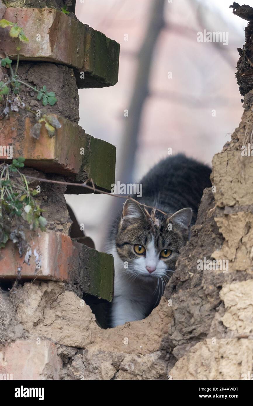 An adorable gray tabby cat traversing a sun-drenched, dusty pathway ...
